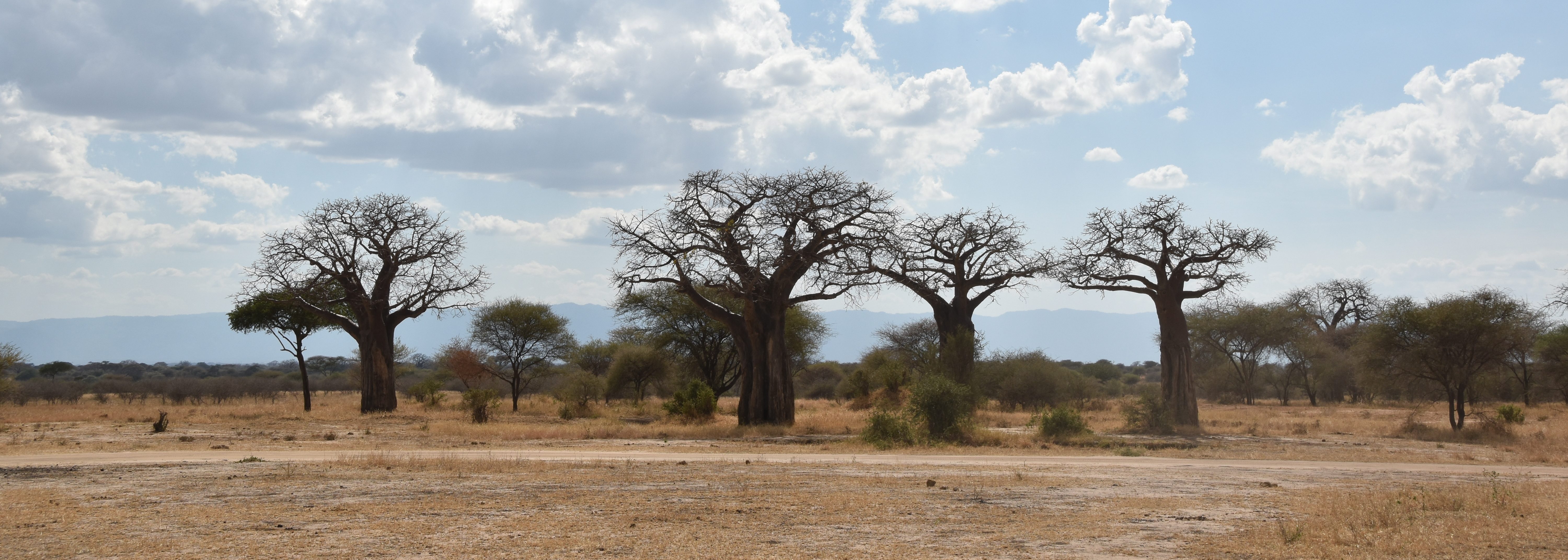Overview of the news from the Mount Meru Foundation